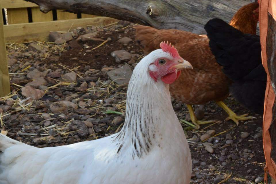 Ist meine Henne brütig? | Über Hühner | Hühner | Guide | Omlet Deutschland