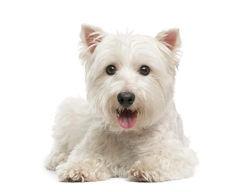 West Highland Terrier | Hunde | Informationen zu den Bienenarten | Omlet