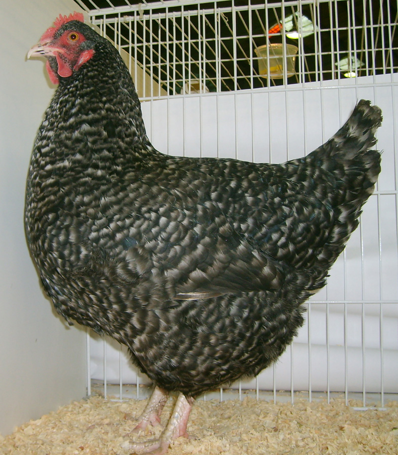 Marans zu verkaufen | Hühner | Informationen zu den Bienenarten | Omlet