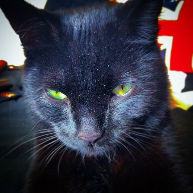 Bombay-Katze | Katzen | Informationen zu den Rassen | Omlet