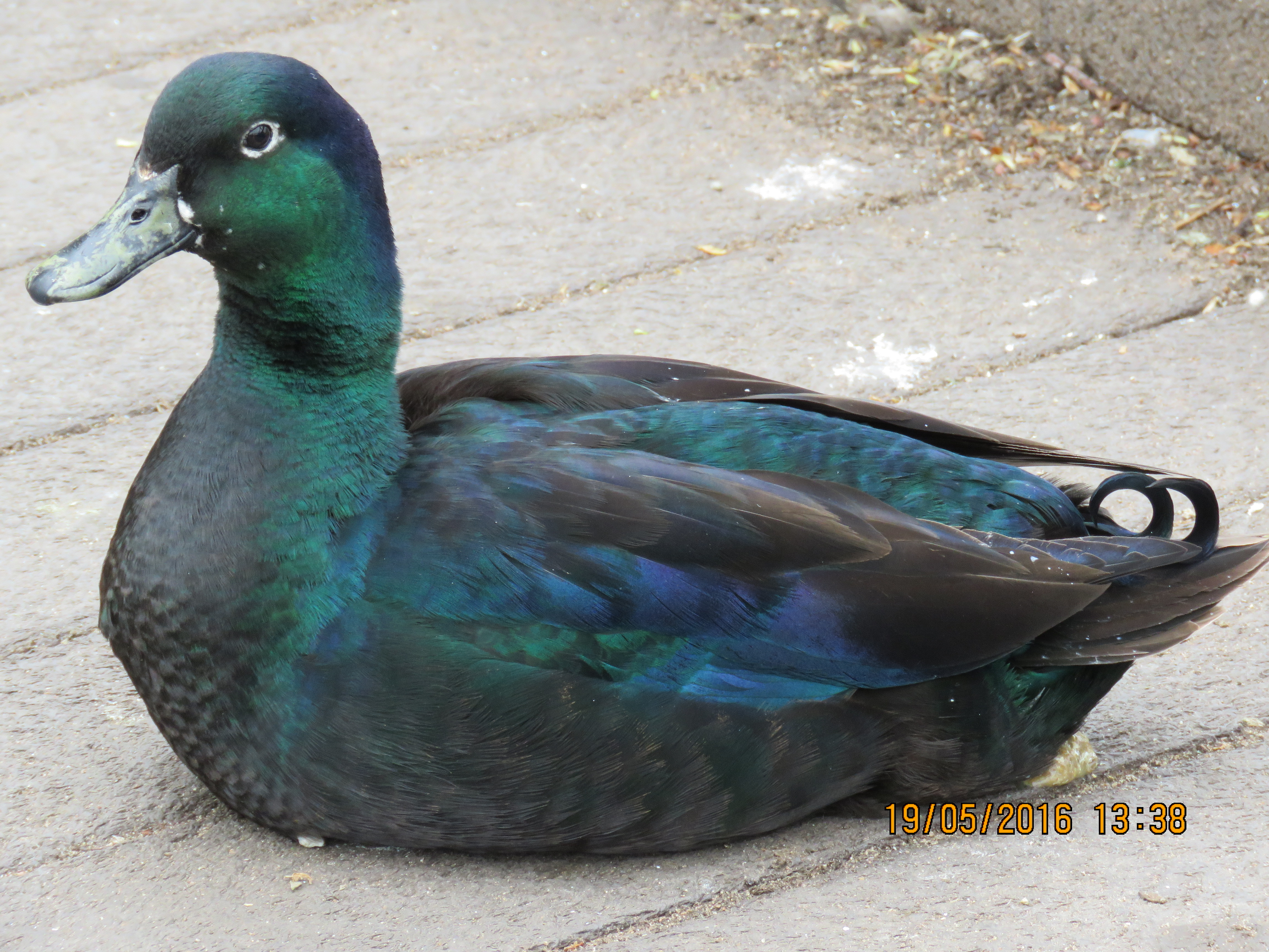 Cayuga | Enten | Informationen zu den Rassen | Omlet