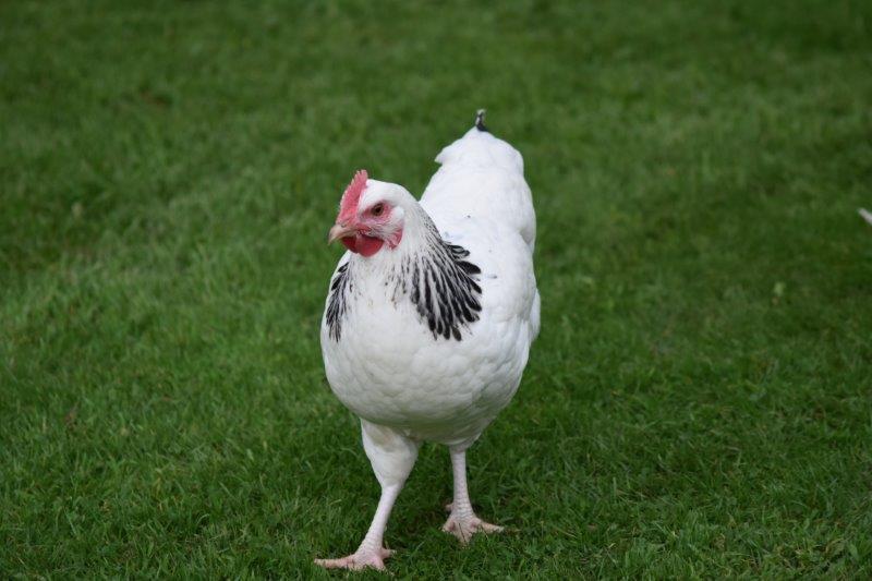 Hühner | Handbuch | Omlet Deutschland