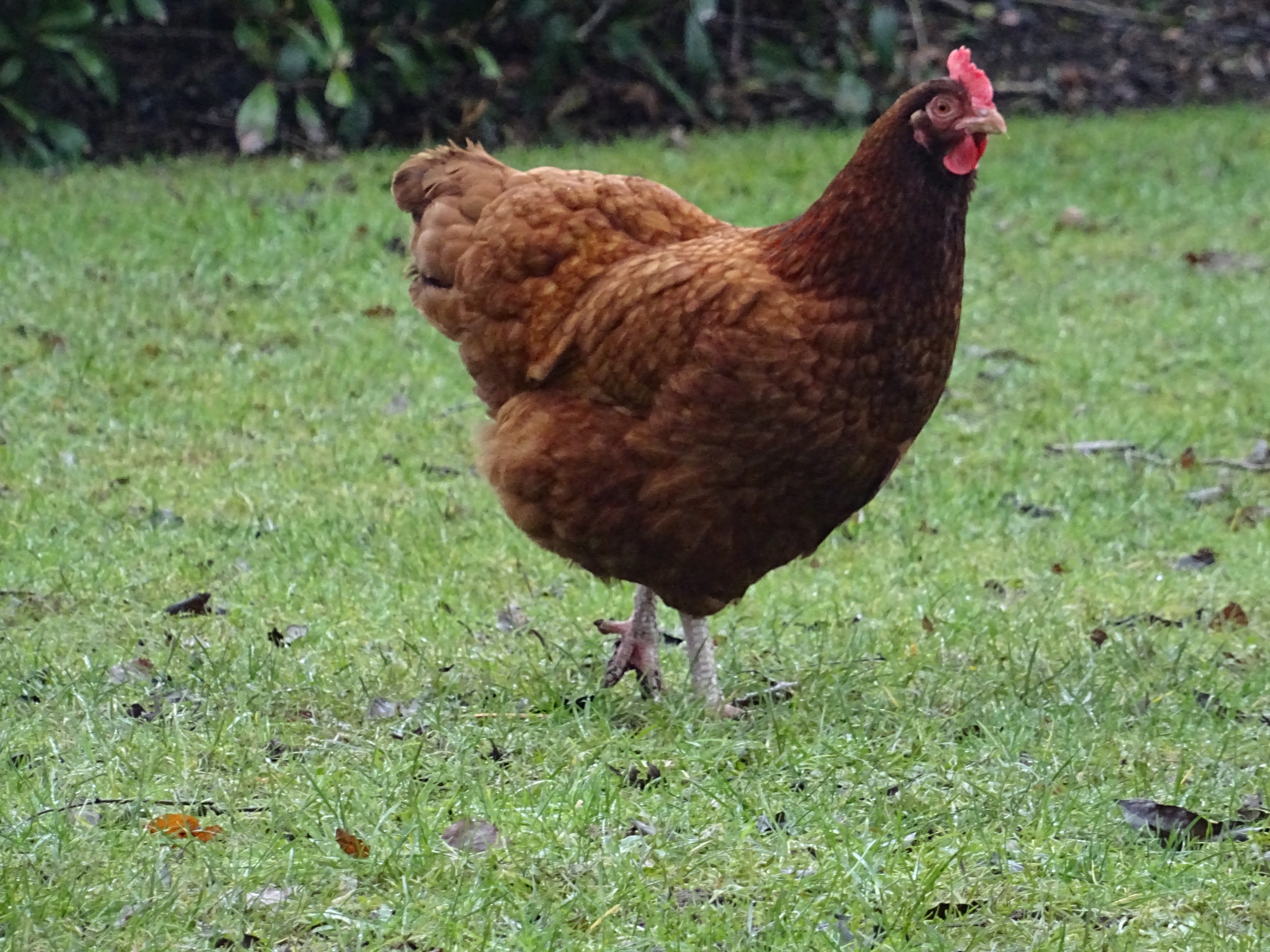 Hühner | Handbuch | Omlet DE