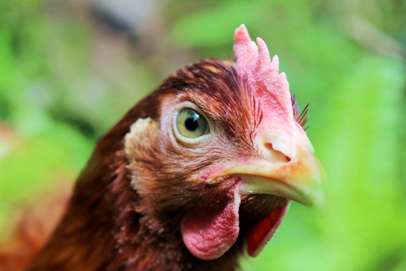 Hühner | Handbuch | Omlet Deutschland