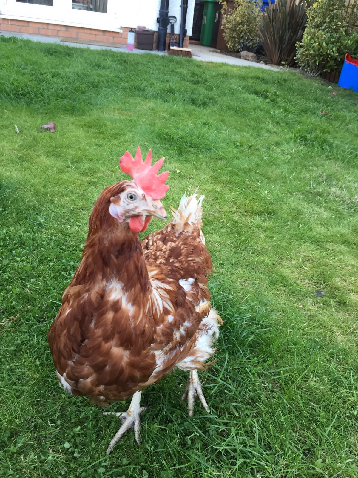 Hühner | Handbuch | Omlet Deutschland