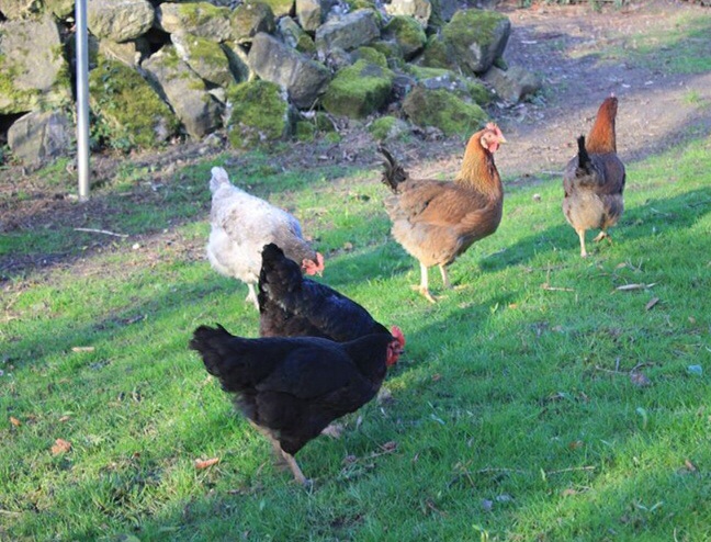 Hühner | Handbuch | Omlet Deutschland