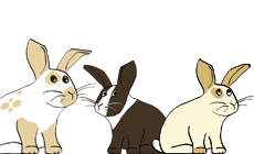 Rabbits | Guide | Omlet US