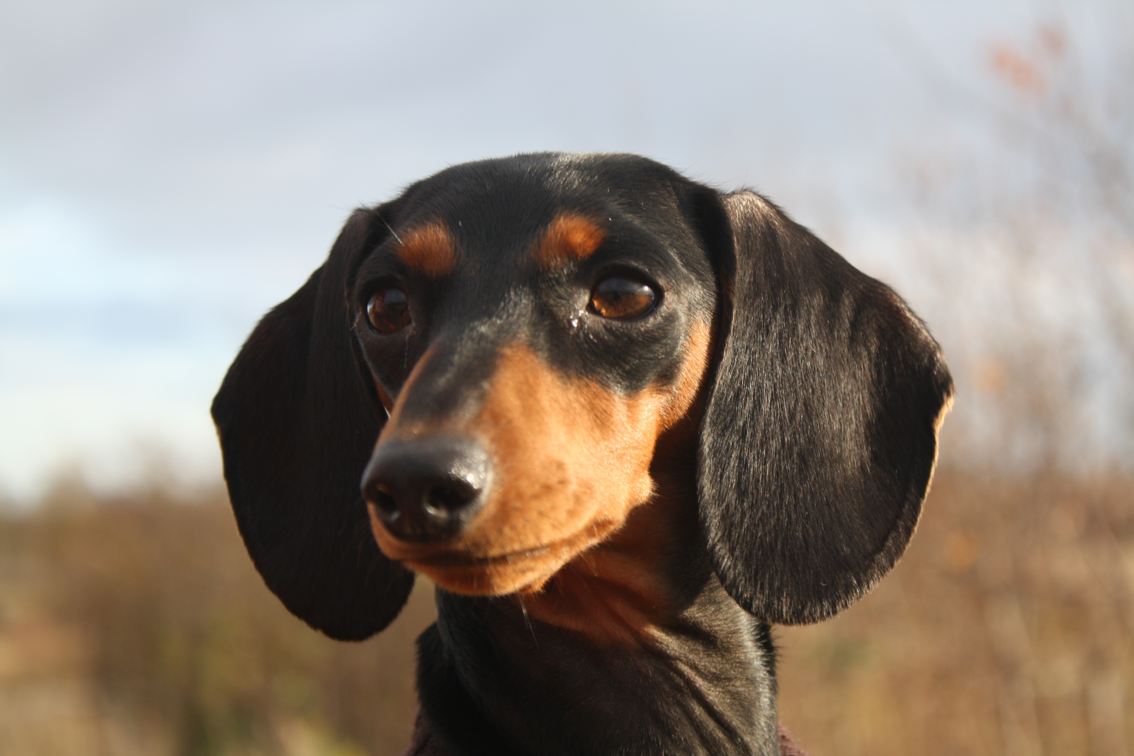 Dackel | Hunde | Rassen Information | Omlet