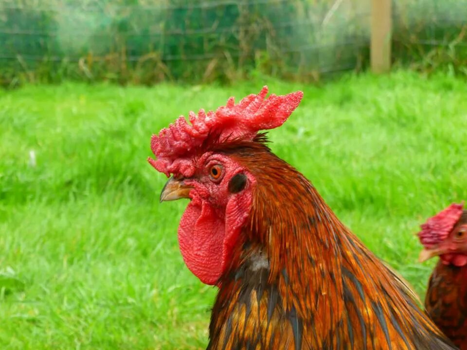 Derbyshire Redcap zu verkaufen | Hühner | Informationen zu den Rassen ...