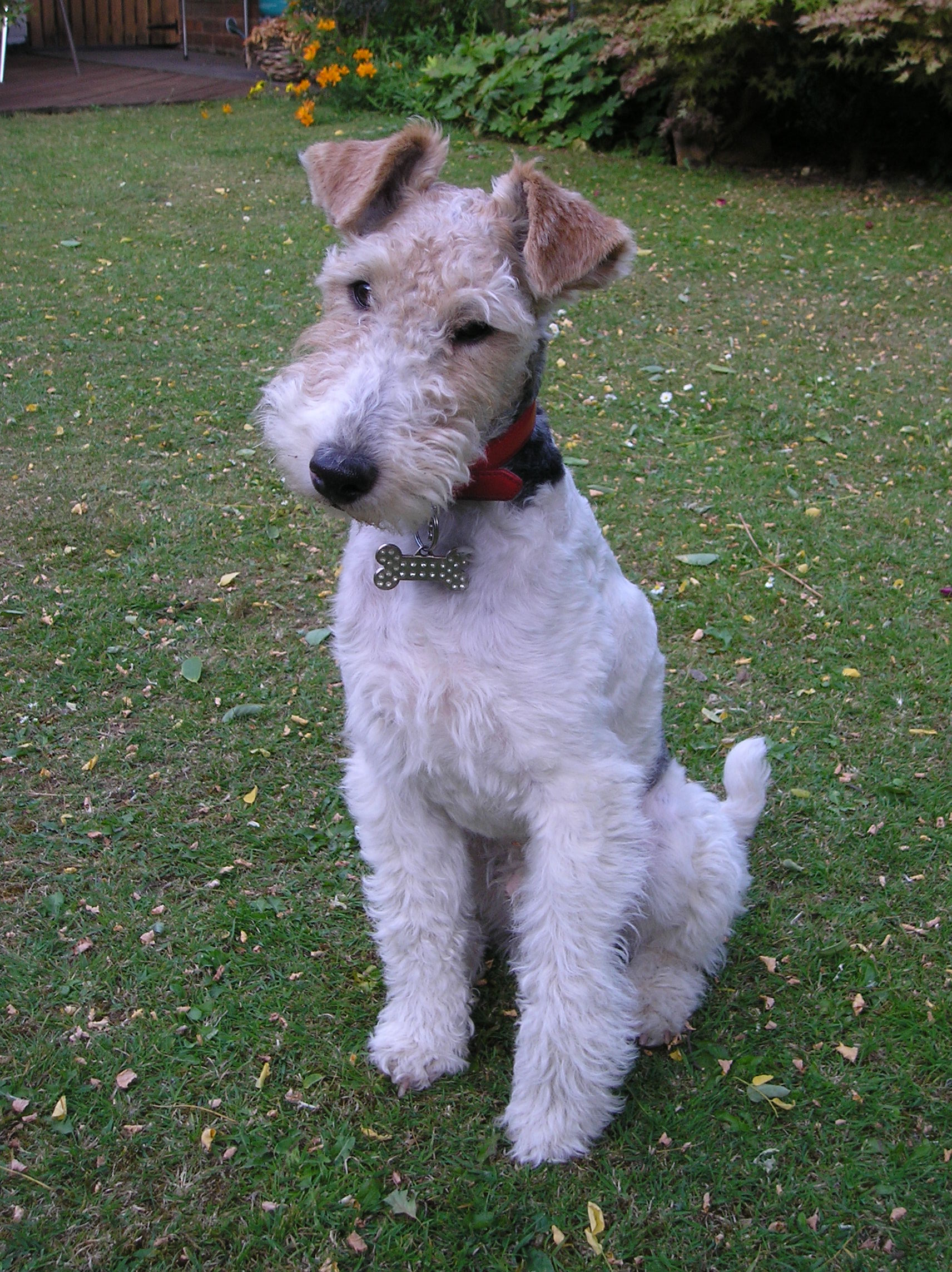 Foxterrier (Drahthaar) | Hunde | Informationen zu den Bienenarten | Omlet