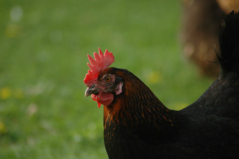 Marans zu verkaufen | Hühner | Informationen zu den Bienenarten | Omlet
