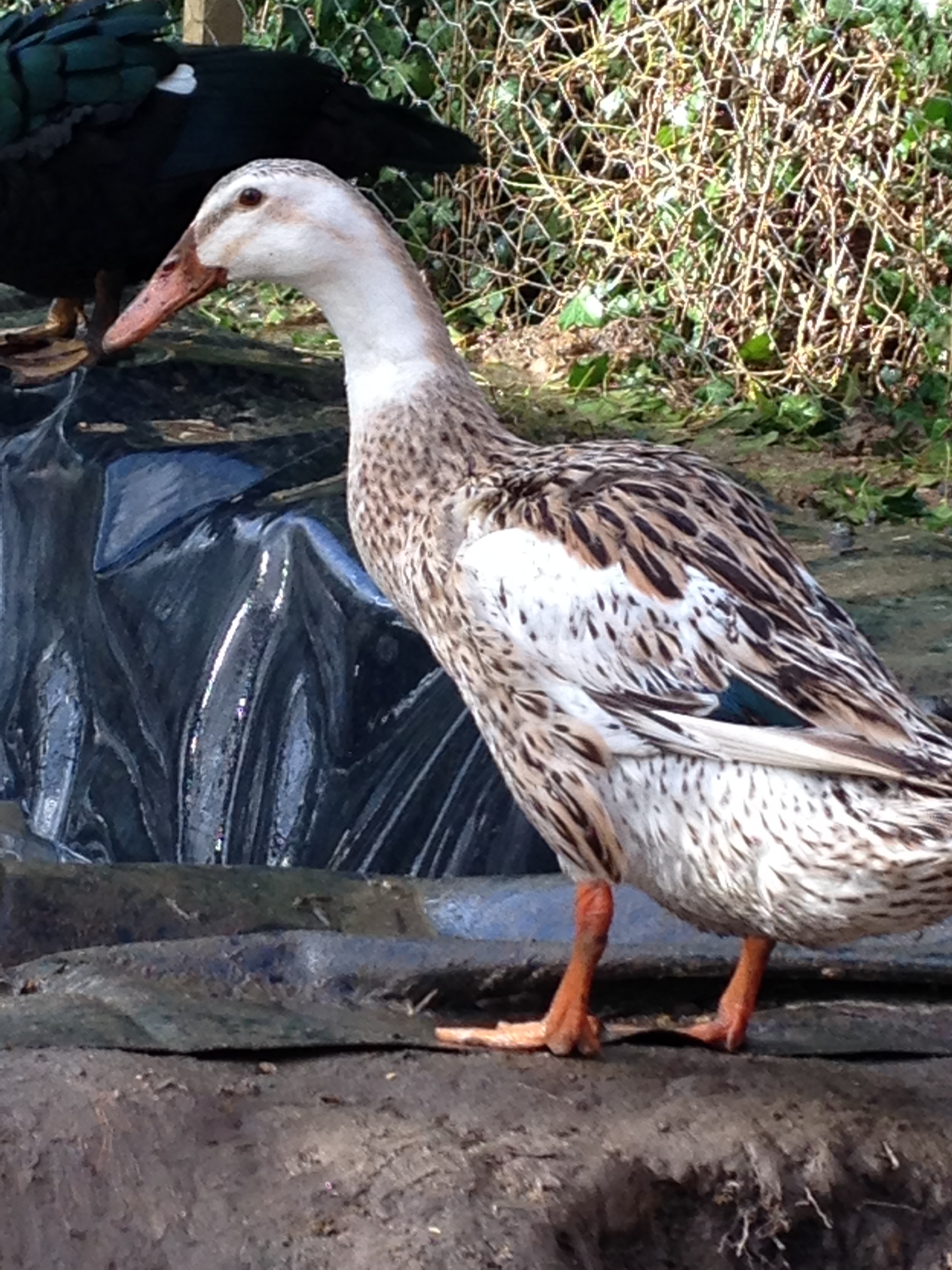 Laufente | Enten | Informationen zu den Rassen | Omlet