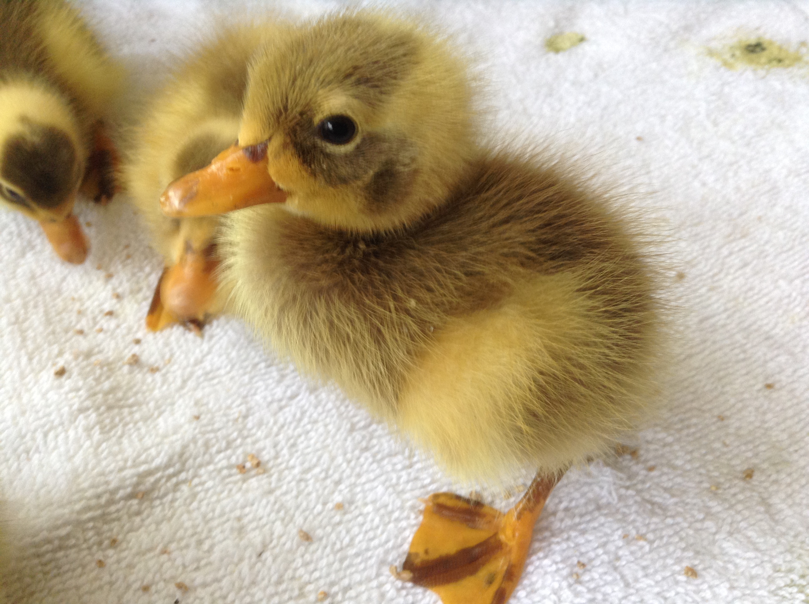 Laufente | Enten | Informationen zu den Rassen | Omlet