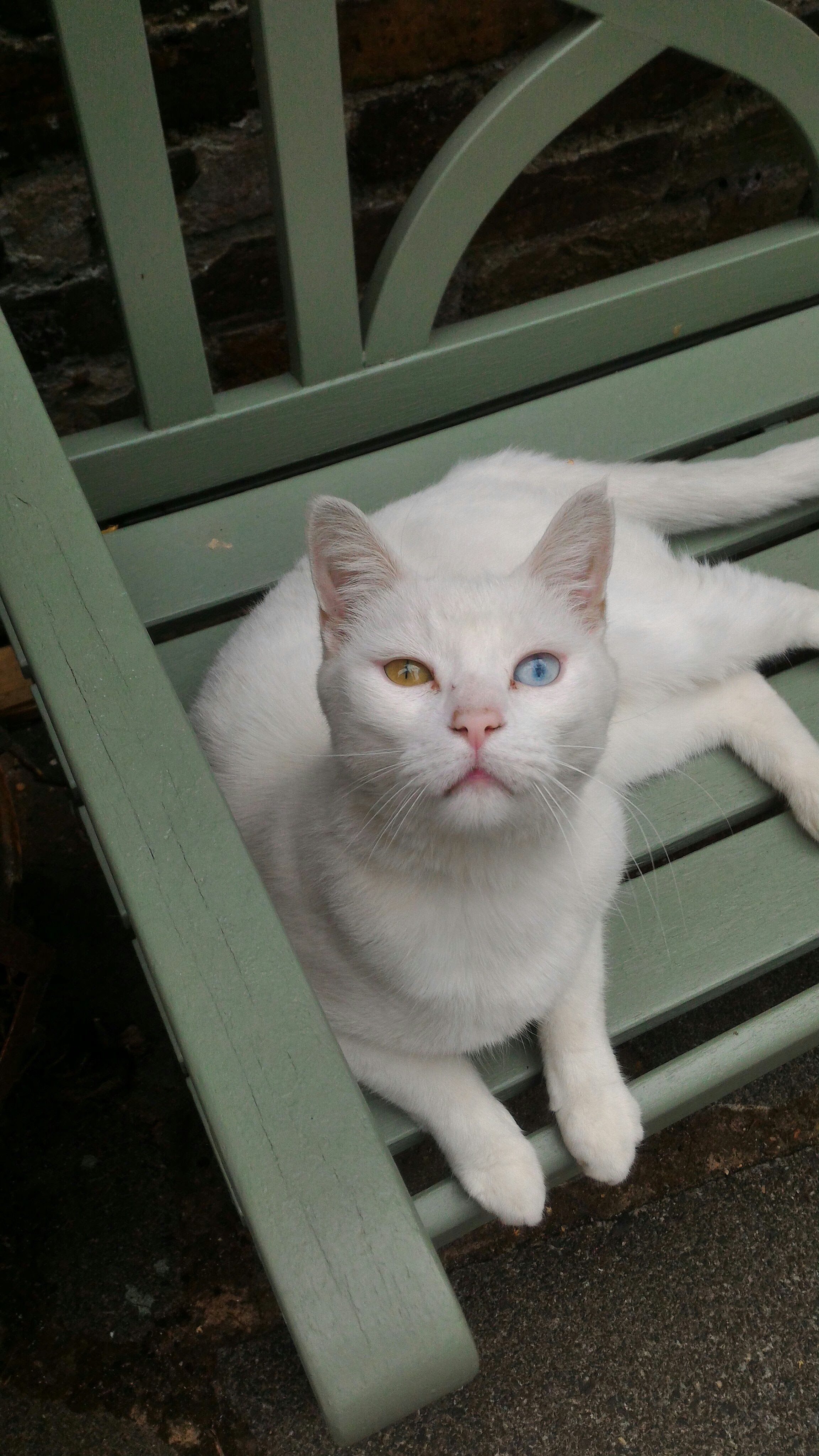 Khao Manee | Katzen | Informationen zu den Bienenarten | Omlet