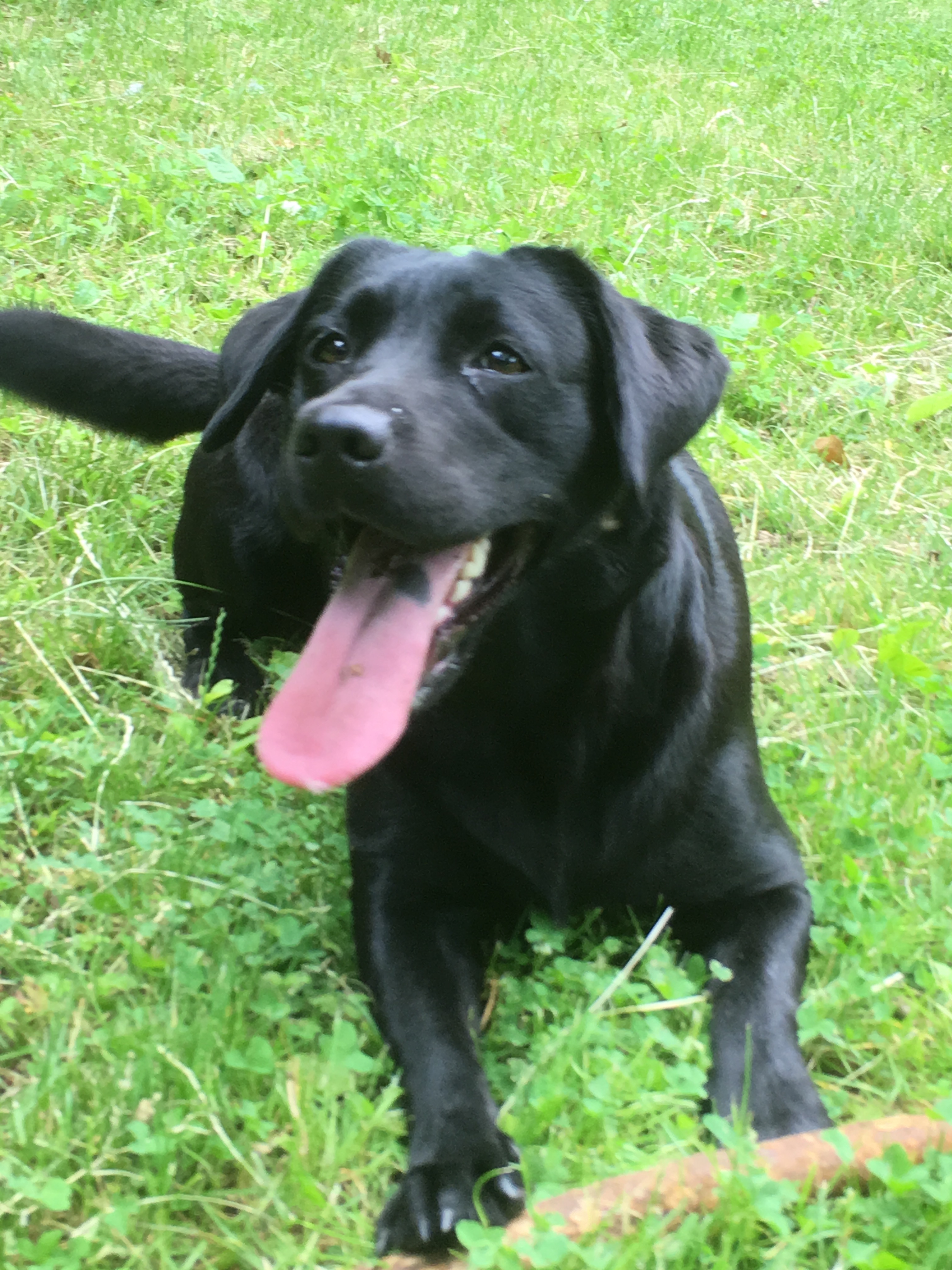 Labrador Retriever | Hunde | Informationen zu den Bienenarten | Omlet