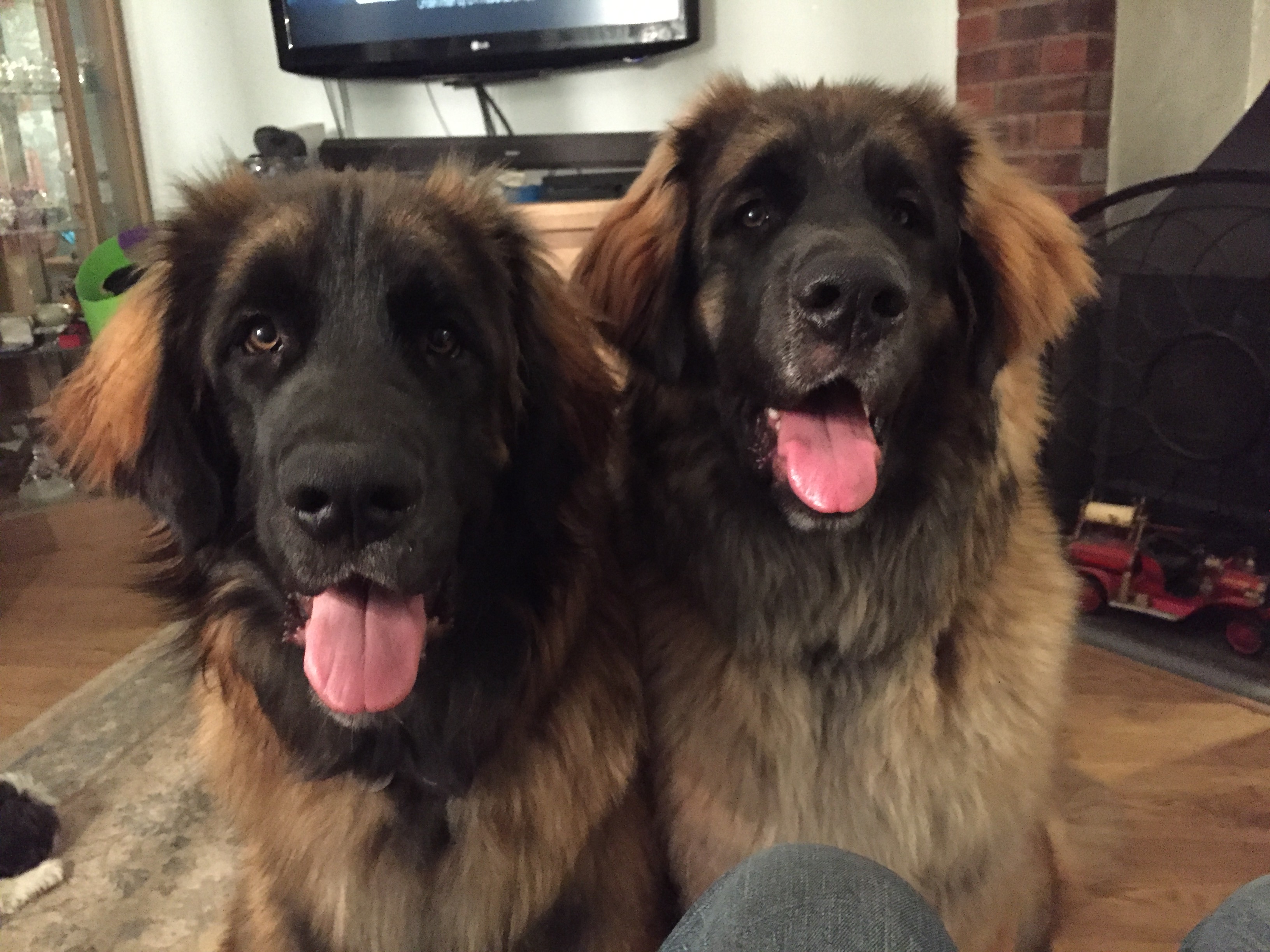 Leonberger | Hunde | Rassen Information | Omlet