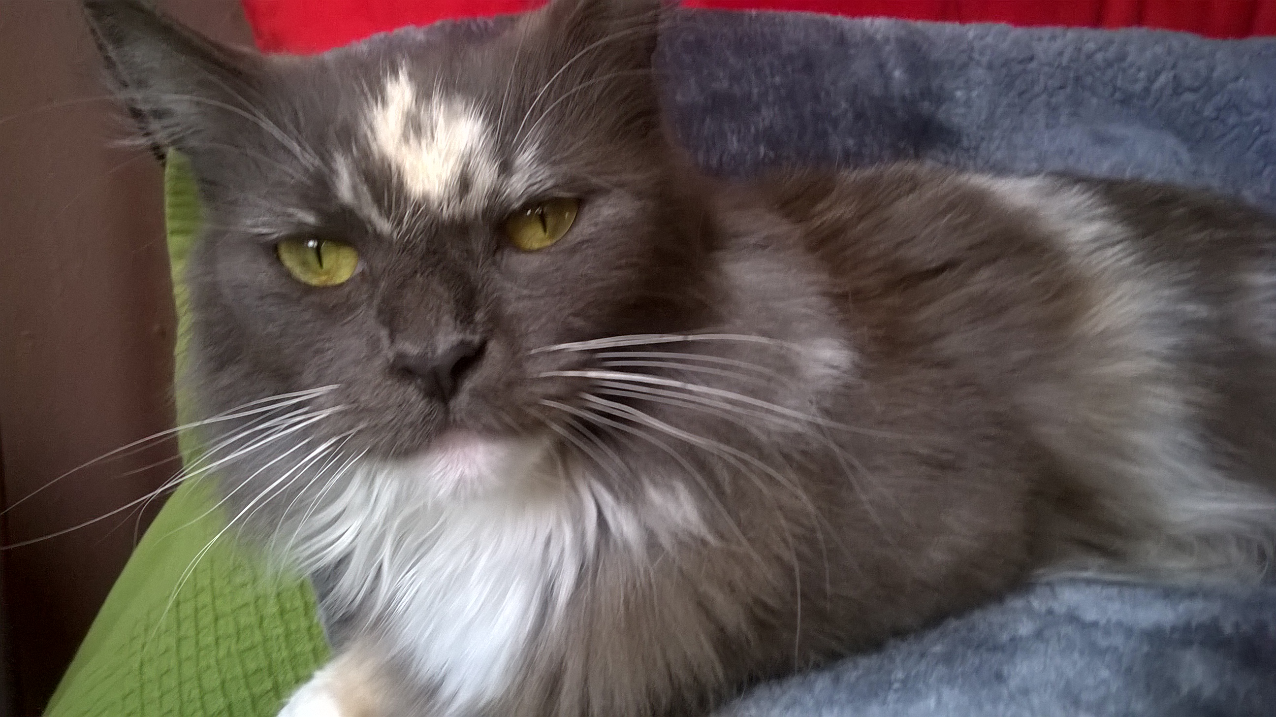 Maine Coon | Katzen | Rassen Information | Omlet
