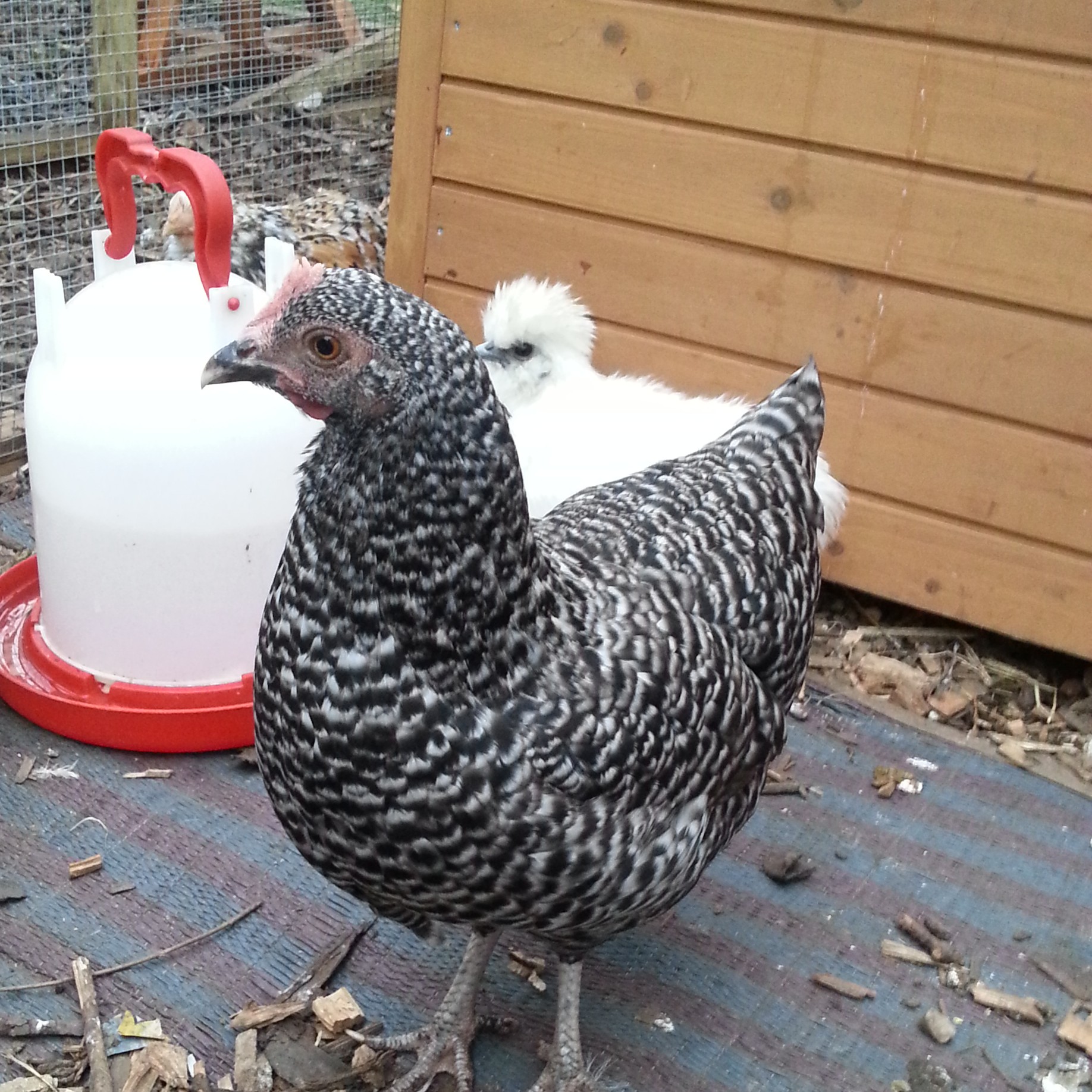 Marans zu verkaufen | Hühner | Informationen zu den Bienenarten | Omlet