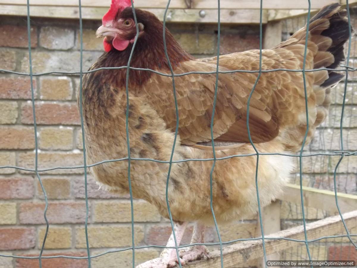 Marans zu verkaufen | Hühner | Informationen zu den Bienenarten | Omlet