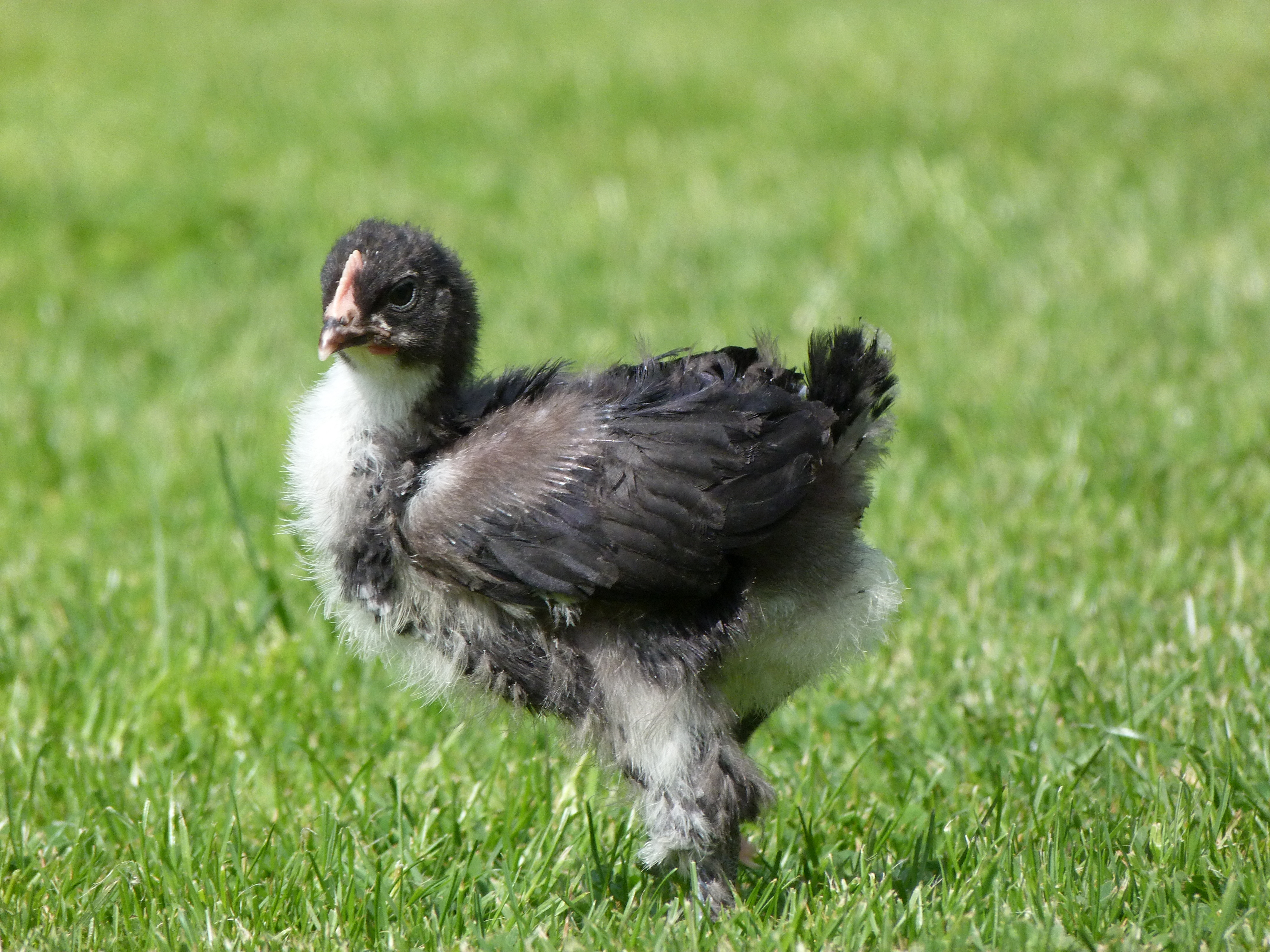 Marans zu verkaufen | Hühner | Informationen zu den Bienenarten | Omlet