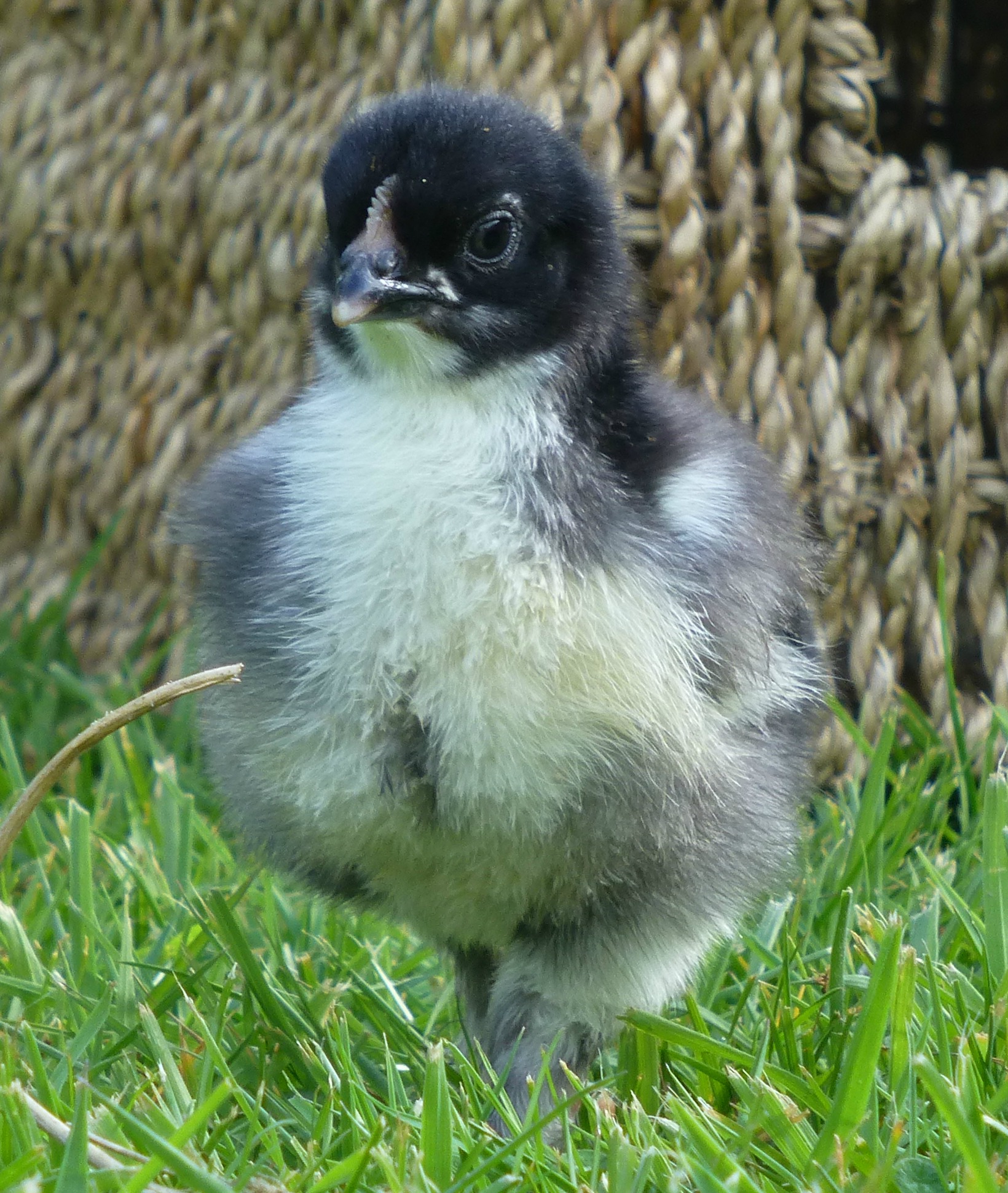 Marans zu verkaufen | Hühner | Informationen zu den Bienenarten | Omlet