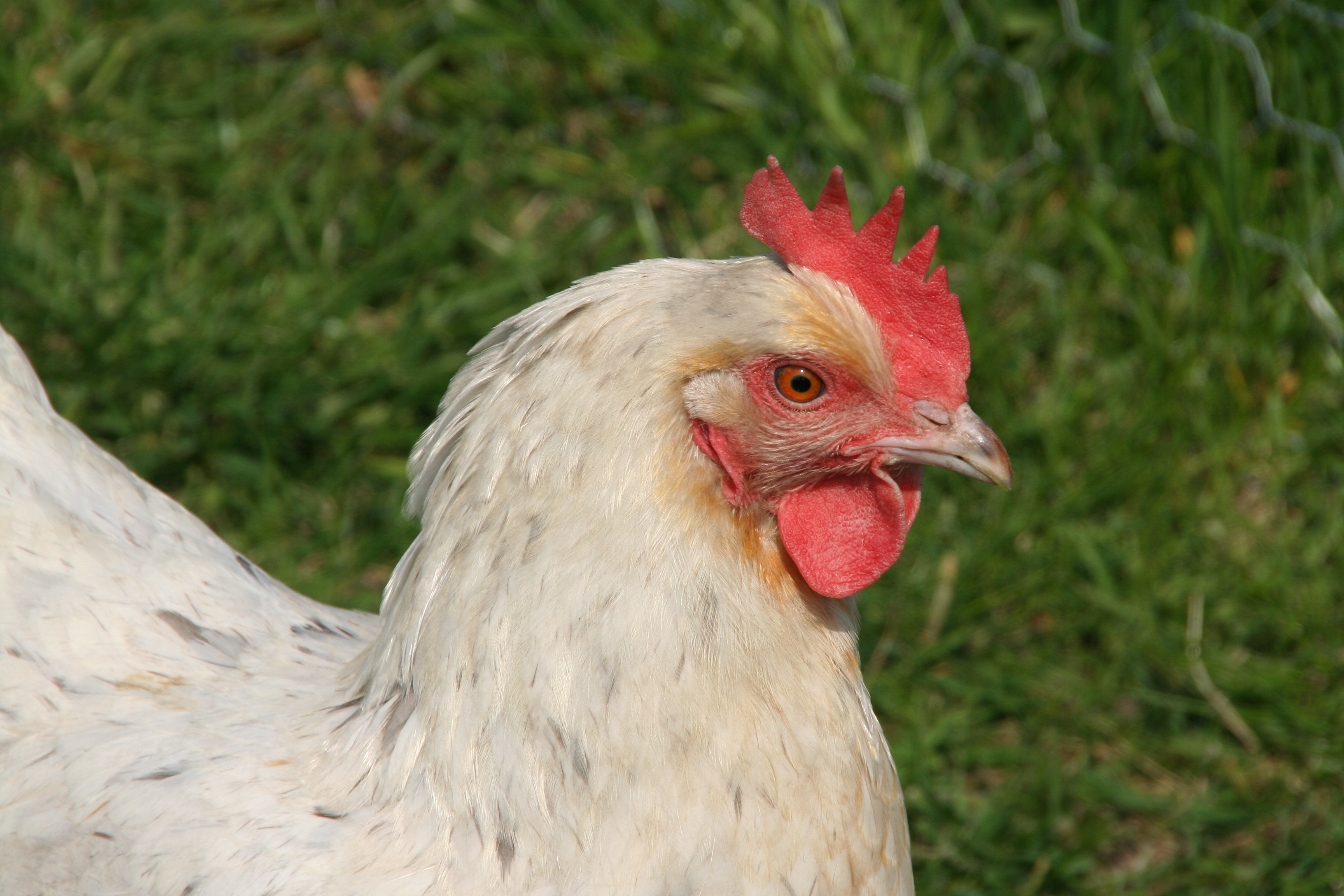 Marans zu verkaufen | Hühner | Informationen zu den Bienenarten | Omlet