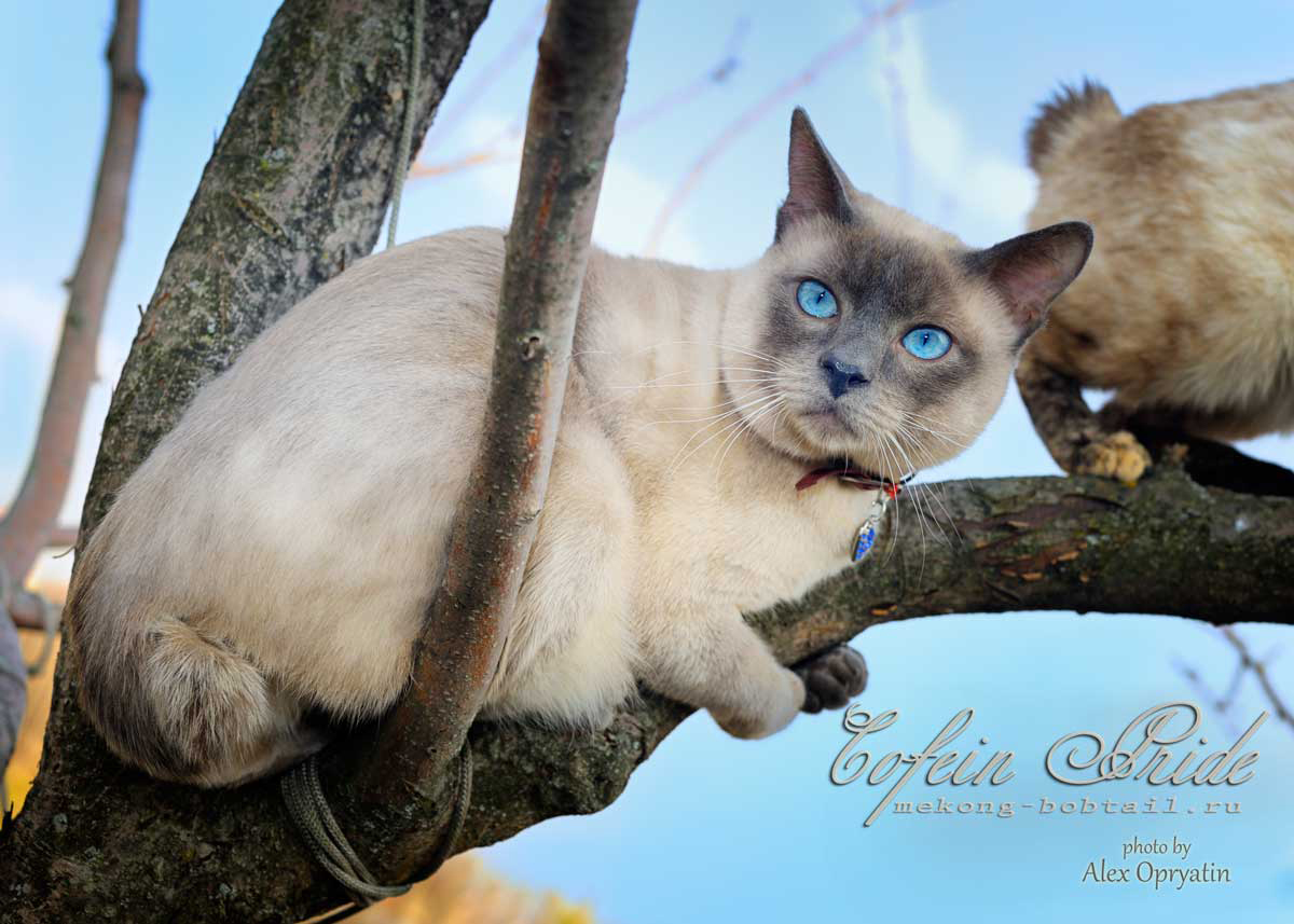 Mekong Bobtail | Katzen | Informationen zu den Rassen | Omlet