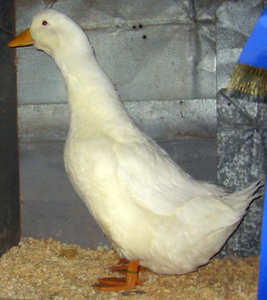 Peking | Enten | Informationen zu den Rassen | Omlet