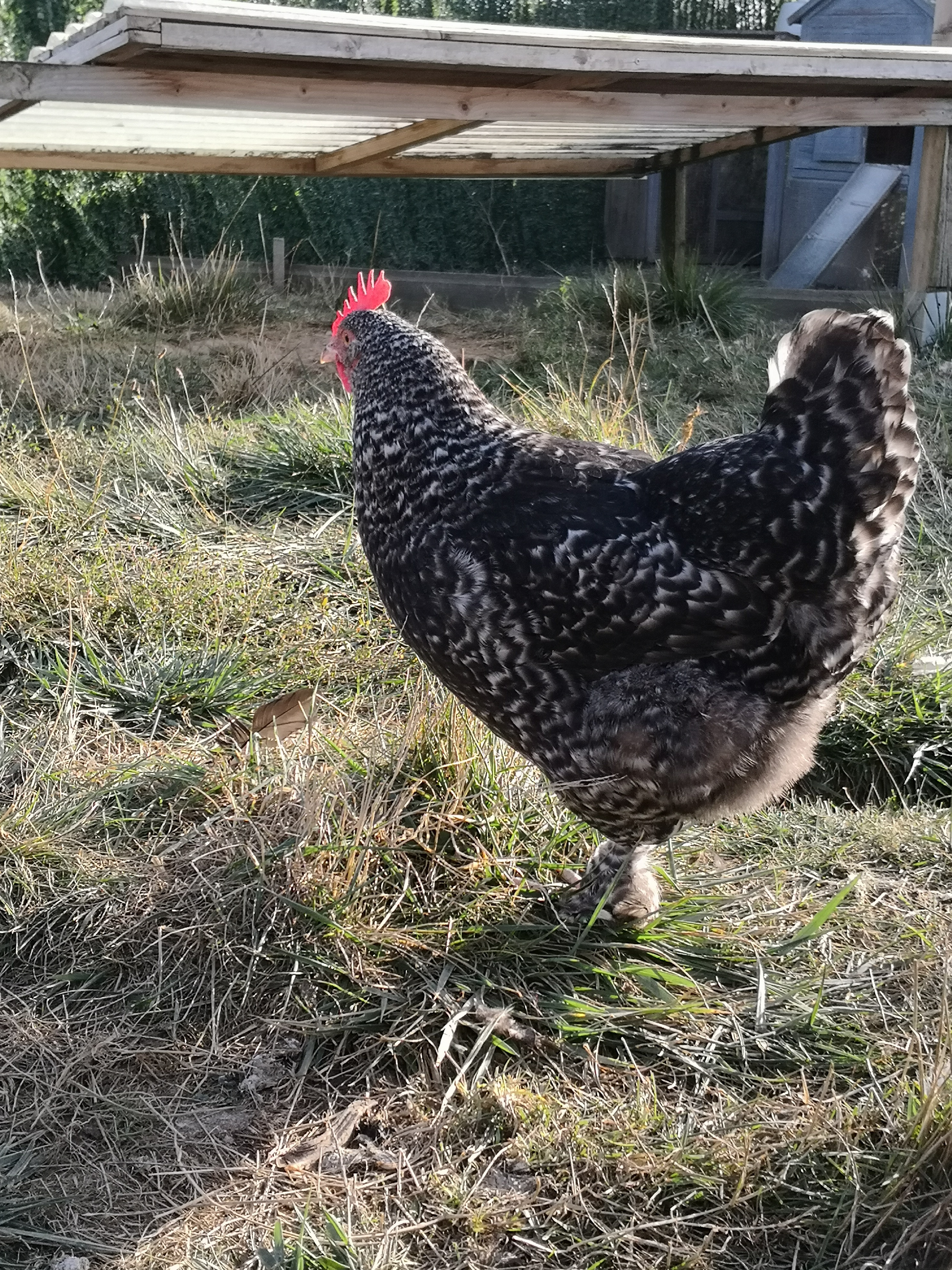 Marans zu verkaufen | Hühner | Informationen zu den Bienenarten | Omlet