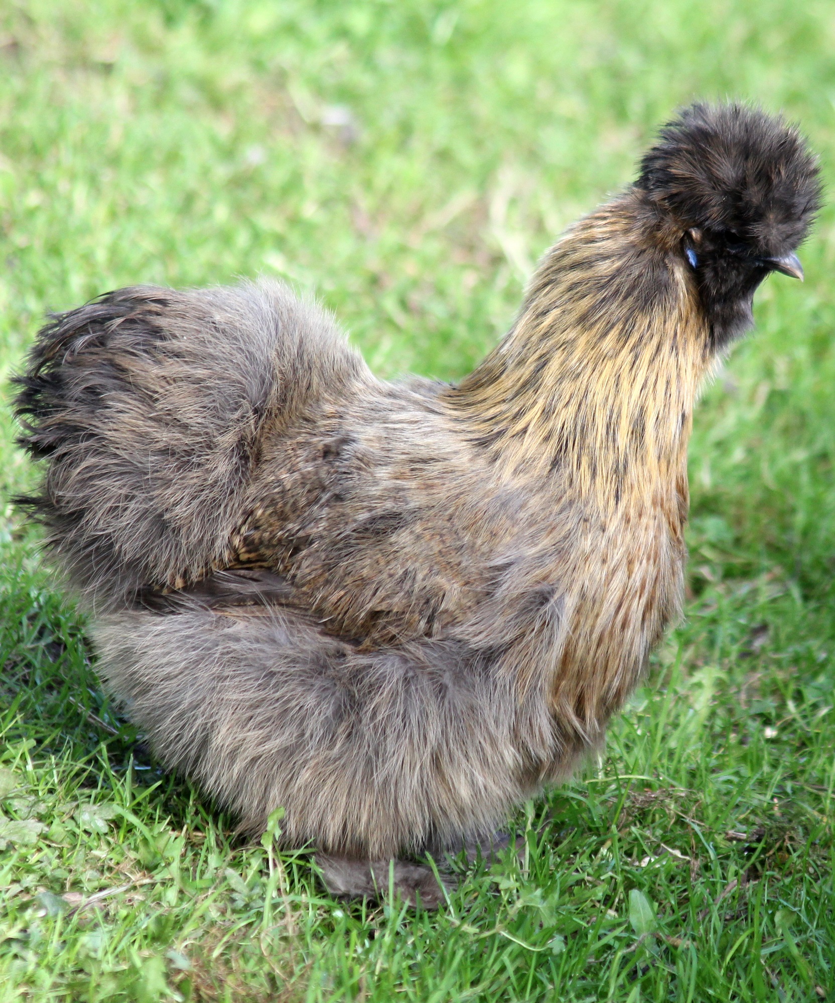 Seidenhuhn zu verkaufen | Hühner | Rassen Information | Omlet