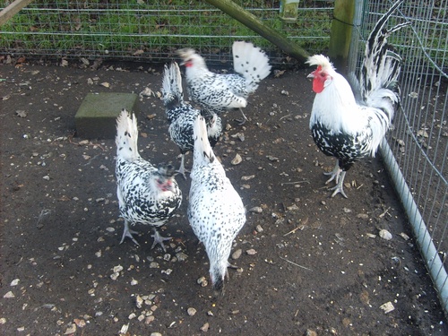 Appenzeller Spitzhauben zu verkaufen | Hühner | Informationen zu den ...